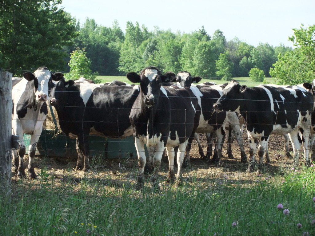 Bovine Genetic Diseases | Laboratoire de génétique vétérinaire