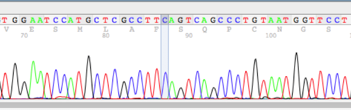 Dog Genetics 1.0: The Basics | Laboratoire de génétique vétérinaire