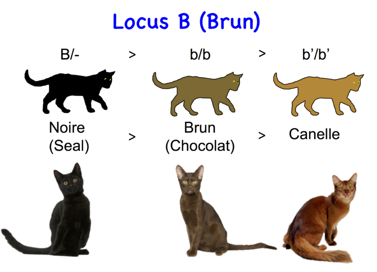 Génétique du chat 2,0 : Les couleurs | Laboratoire de génétique vétérinaire