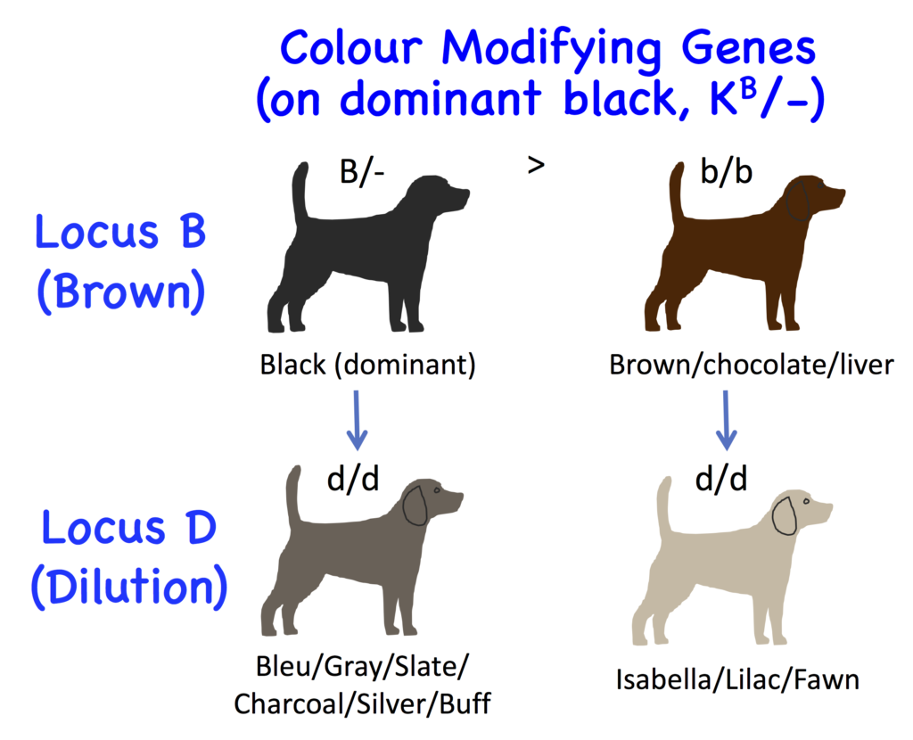 Dog Genetics 2.0: Colours | Laboratoire de génétique vétérinaire