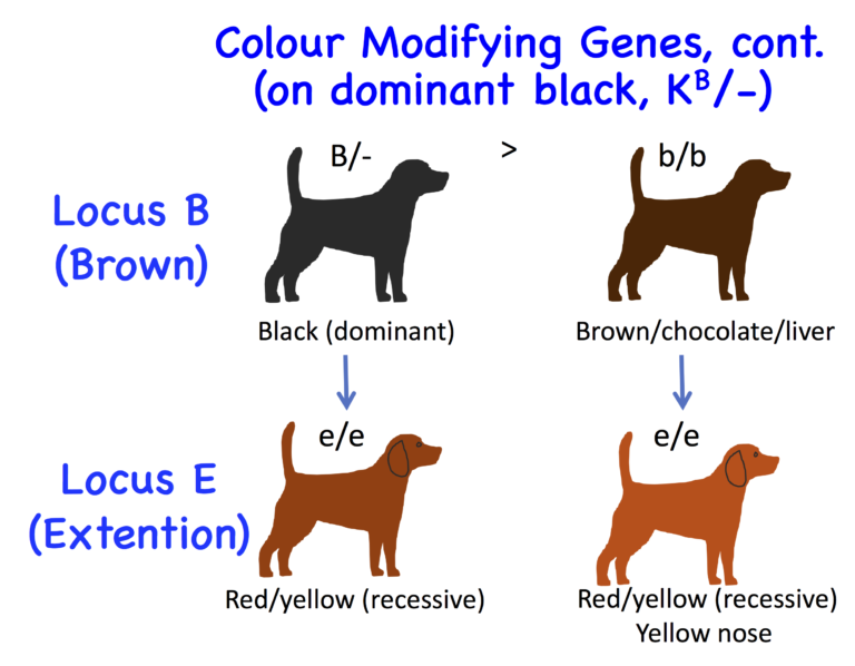 Dog Genetics 2.0: Colours | Laboratoire de génétique vétérinaire