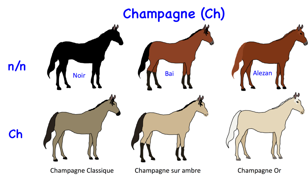 Génétique du cheval 2,0 : Les couleurs | Laboratoire de génétique ...