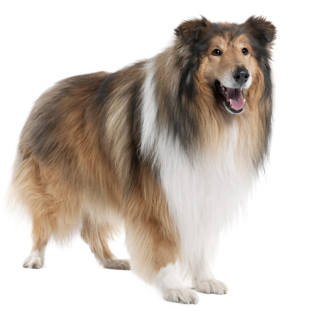 Dog Genetics 3.0: Simple Genetic Diseases | Laboratoire de génétique ...