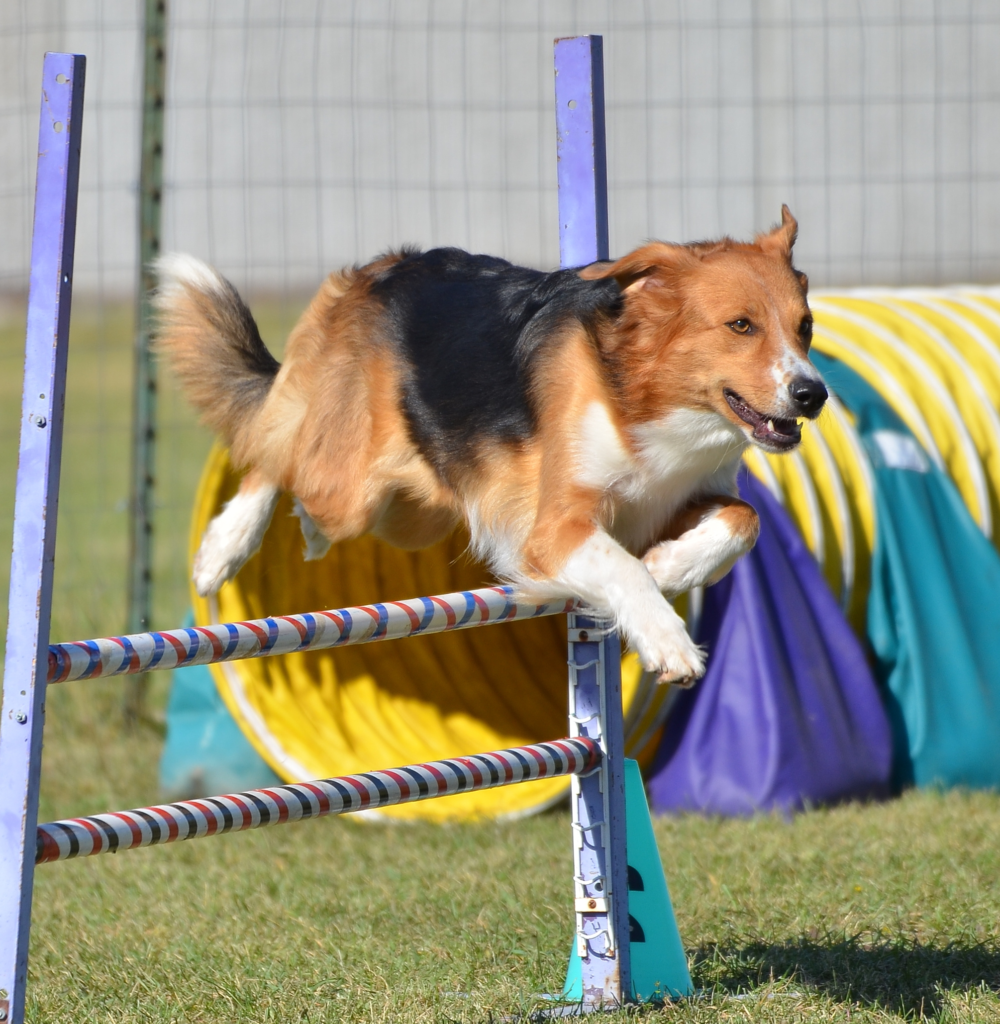 Dog Genetics 2.0: Colours | Laboratoire de génétique vétérinaire