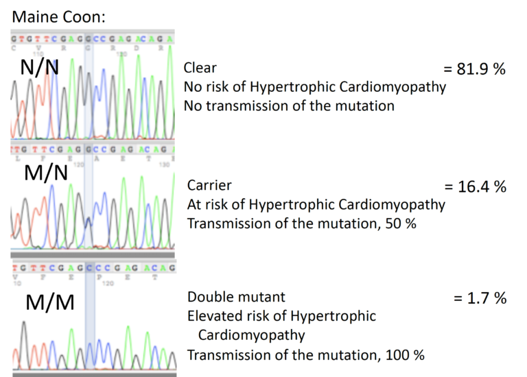 Cat Genetic Profile – Hypertrophic Cardiomyopathy (HMC) | Laboratoire ...