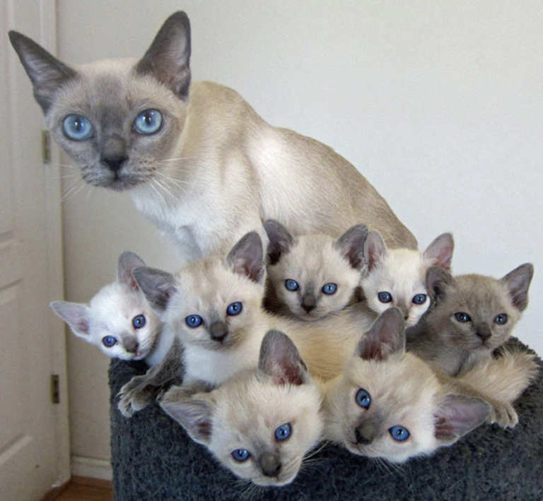 Cat Genetic Profile – Feline Blood Groups | Laboratoire de génétique ...