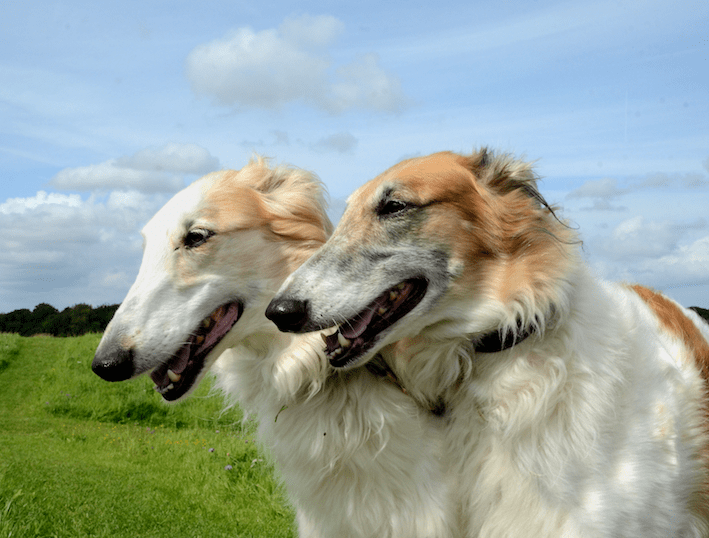 Dog Genetics 4.0: Evolution, Breeds, Breeding strategies and Inbreeding ...