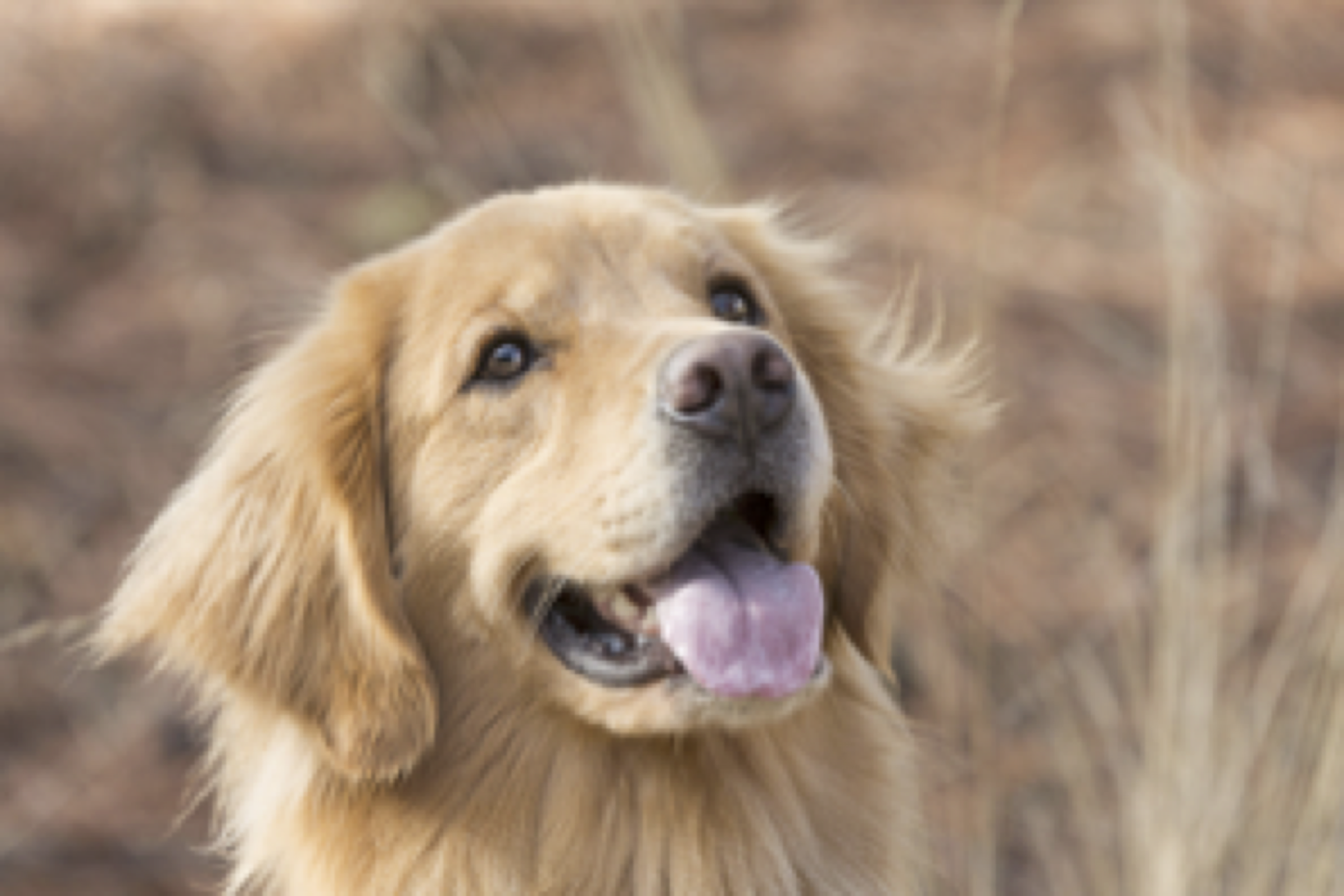 Ichthyosis (Golden Retriever type) | Laboratoire de génétique vétérinaire