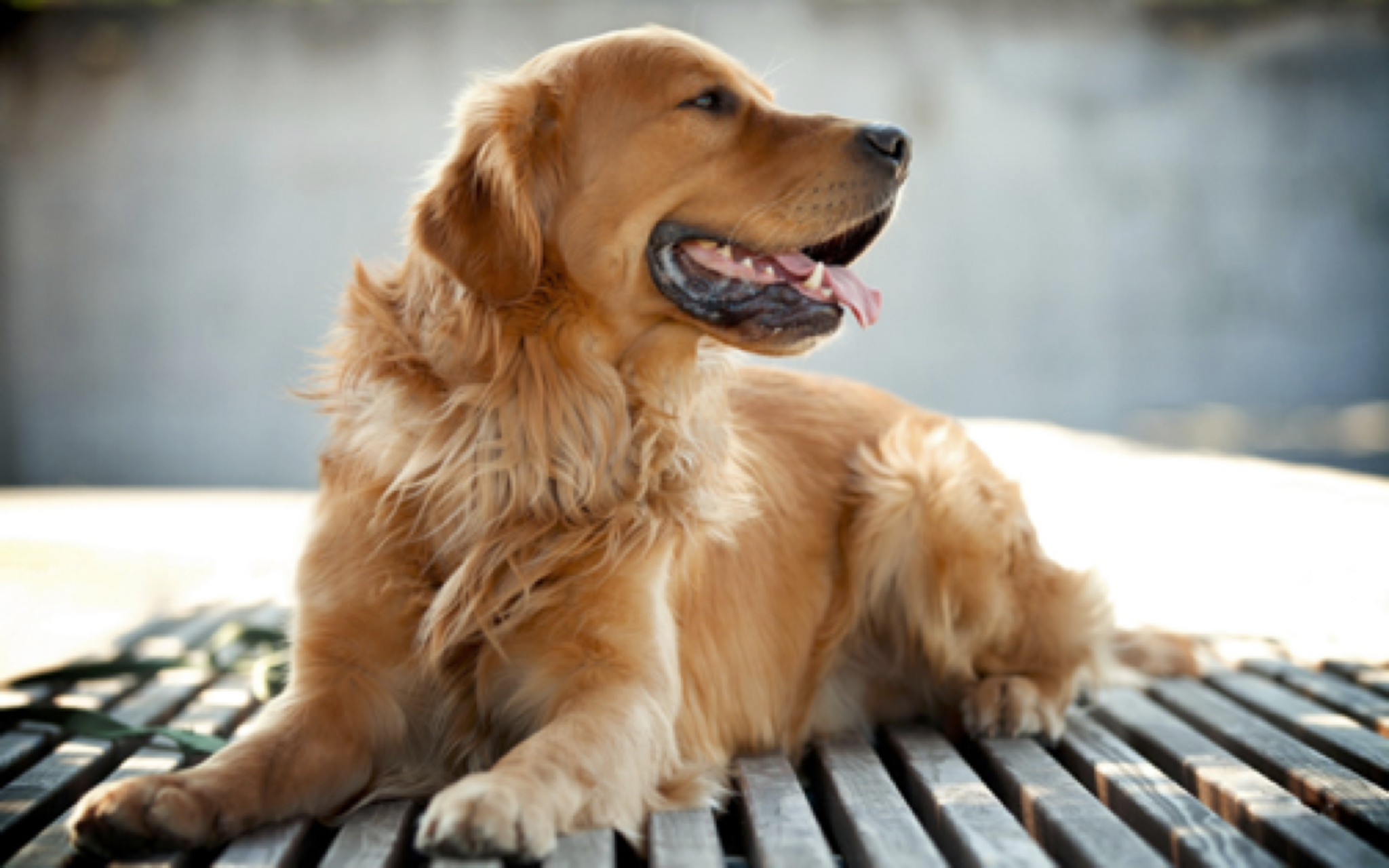 Profil génétique du chien – Ichtyose (type Golden Retriever ...