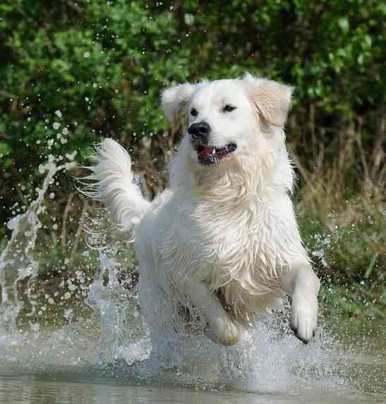 Profil génétique du chien – Ichtyose (type Golden Retriever ...