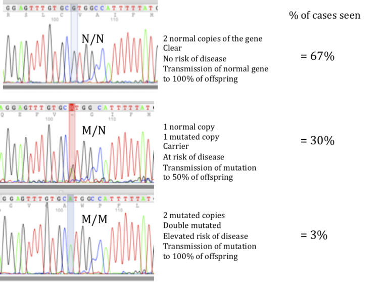 PSSM (Polysaccharide Storage Myopathy) | Laboratoire de génétique ...