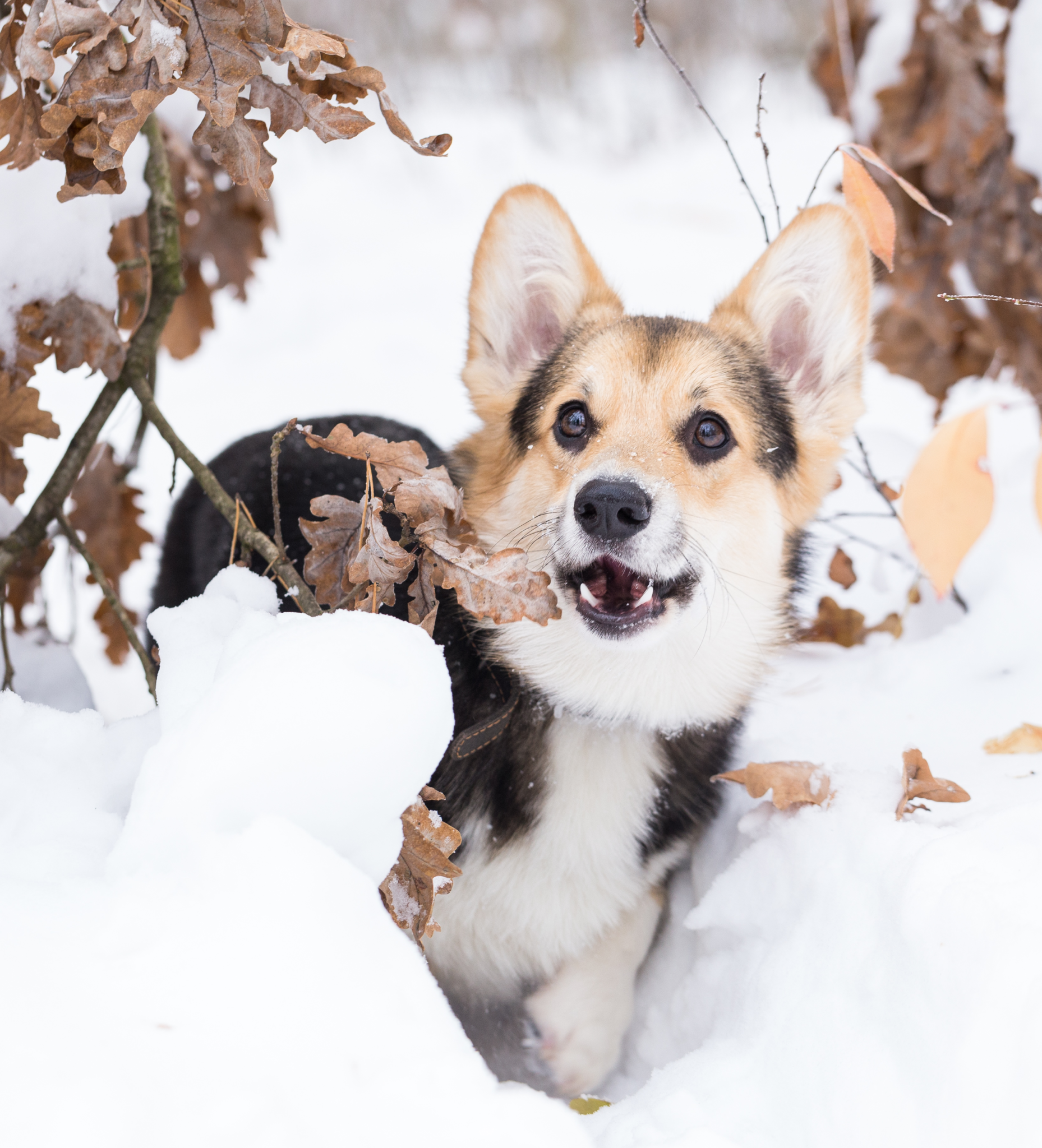 Dog Genetics 3.0: Simple Genetic Diseases | Laboratoire de génétique ...
