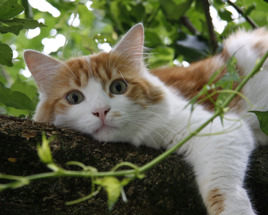 Cat Genetics 3.0: Simple Genetic Diseases | Laboratoire de génétique ...