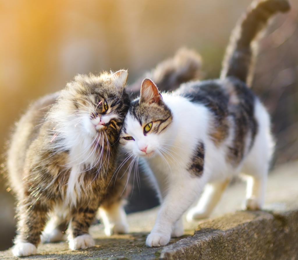 Cat Genetics 3.0: Simple Genetic Diseases | Laboratoire de génétique ...