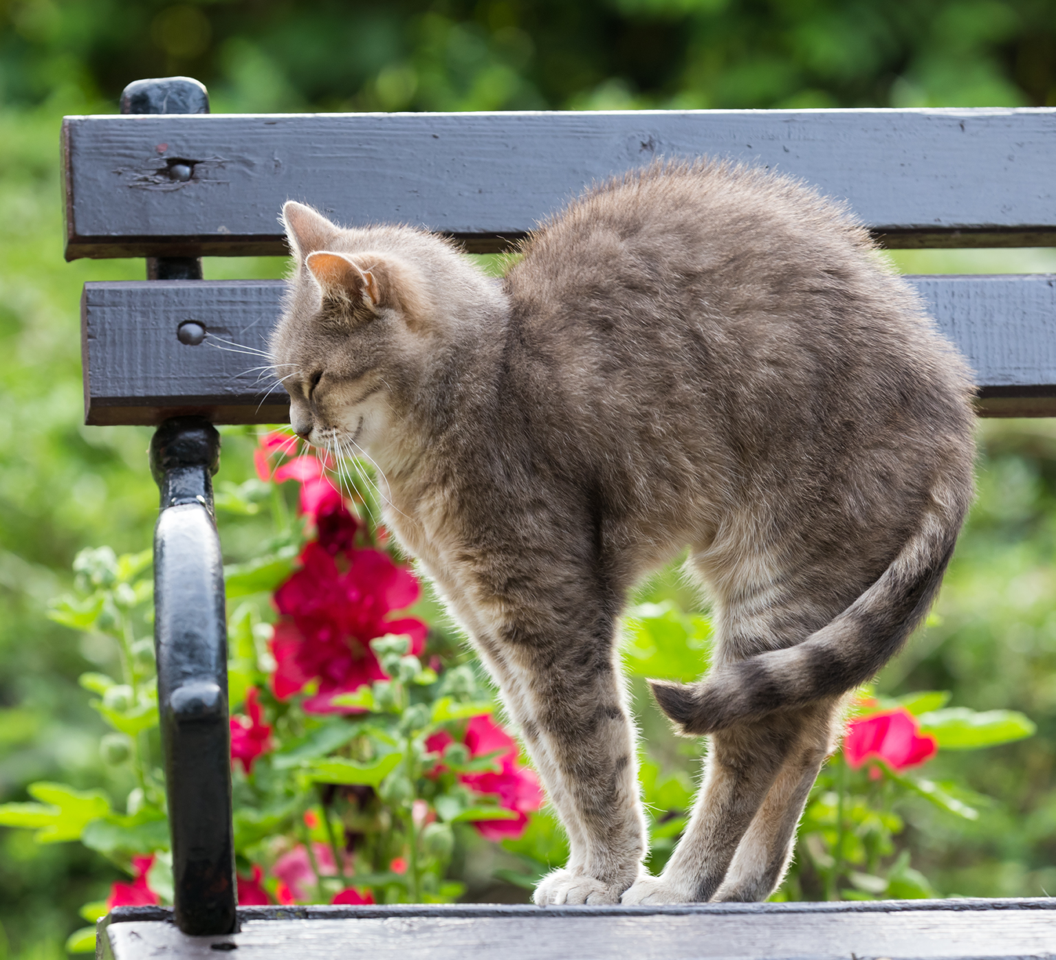 Cat Genetics 3.0: Simple Genetic Diseases | Laboratoire de génétique ...