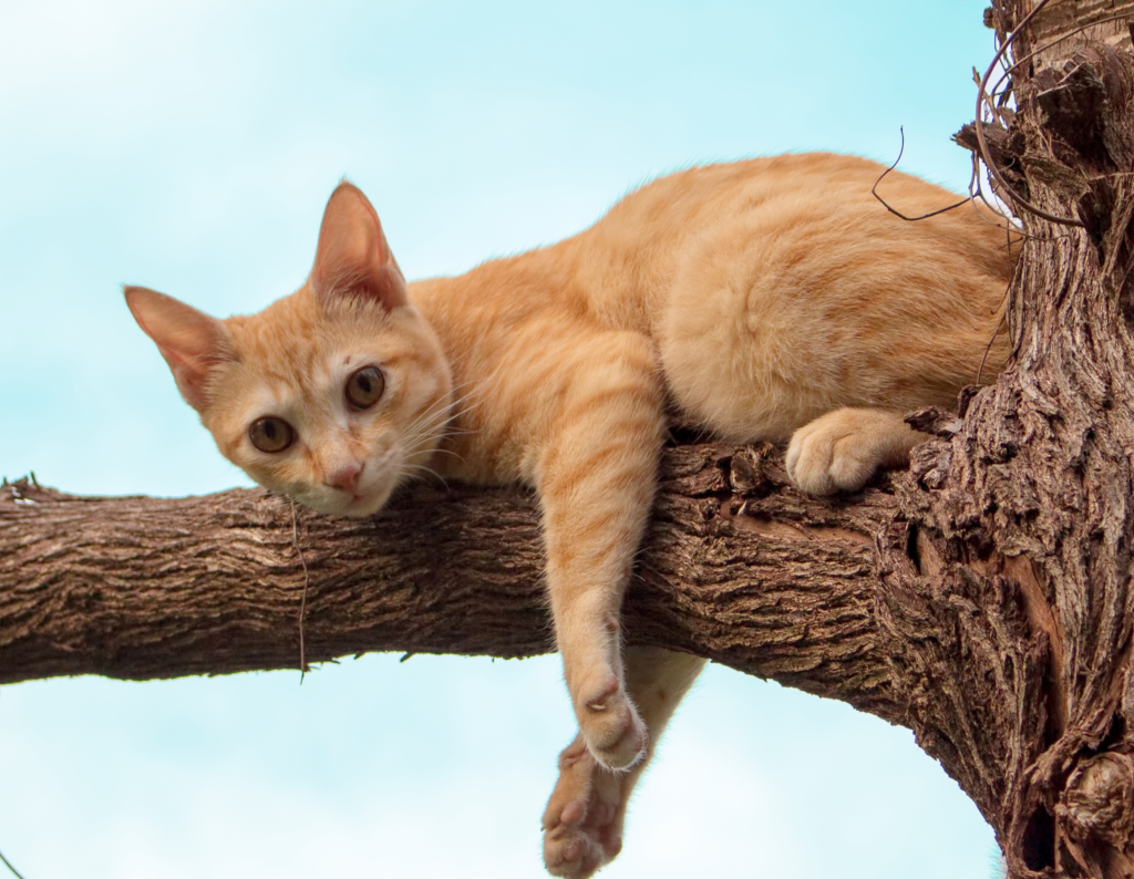 Cat Genetics 3.0: Simple Genetic Diseases | Laboratoire de génétique ...