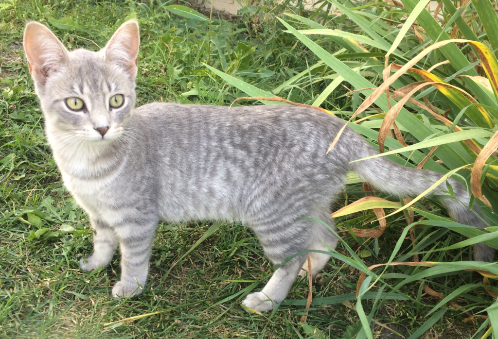 Cat Genetics 2.2: Glossary of Colour and Coat Genetics | Laboratoire de ...