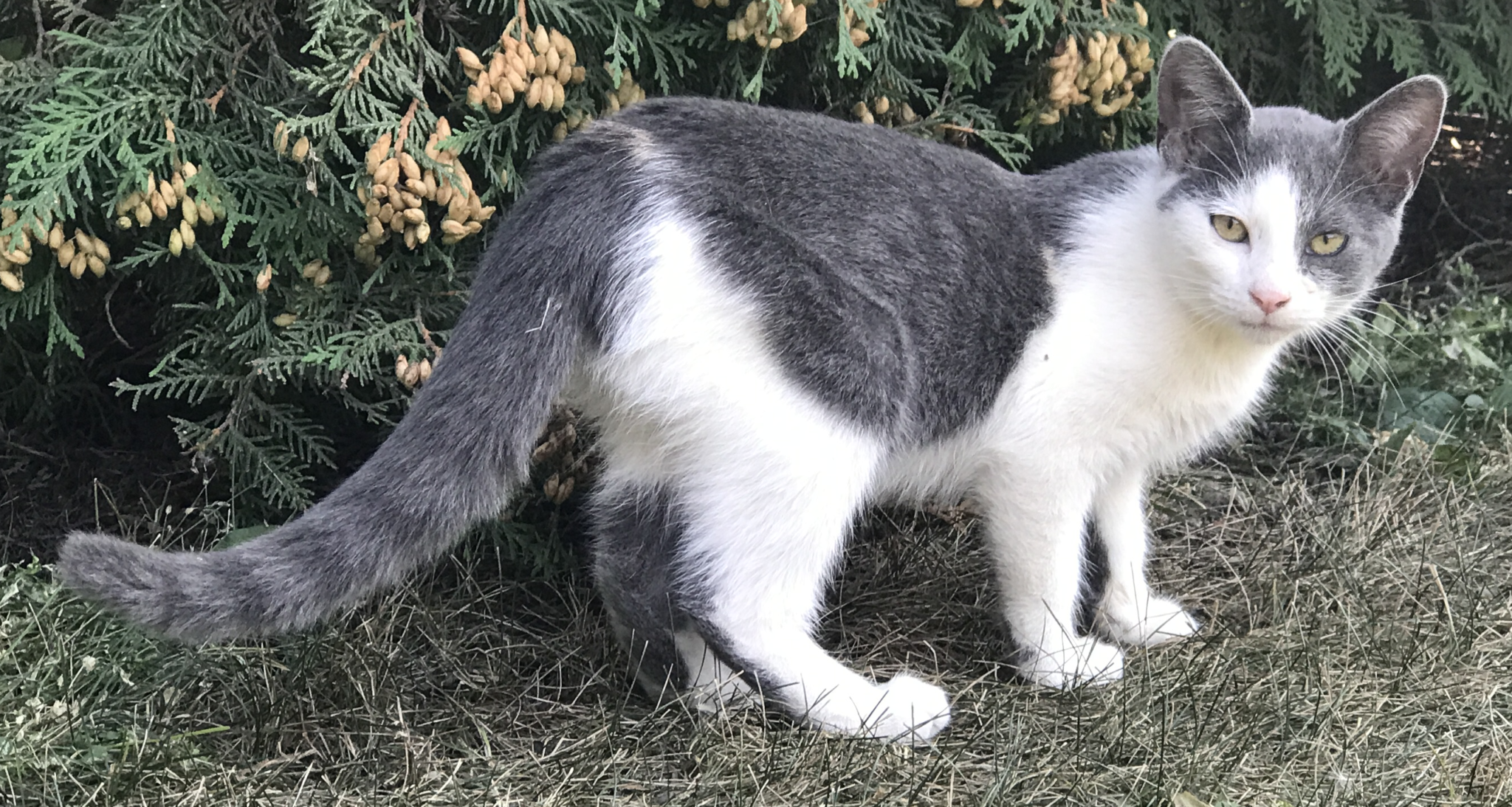 Cat Genetics 2.2: Glossary of Colour and Coat Genetics | Laboratoire de ...