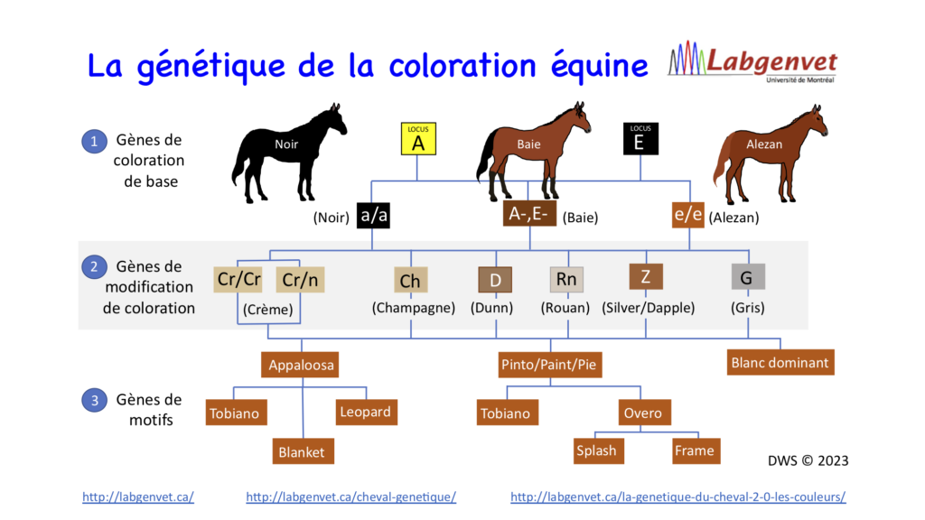 Génétique du cheval 2,1 : Charte de couleur | Laboratoire de génétique ...