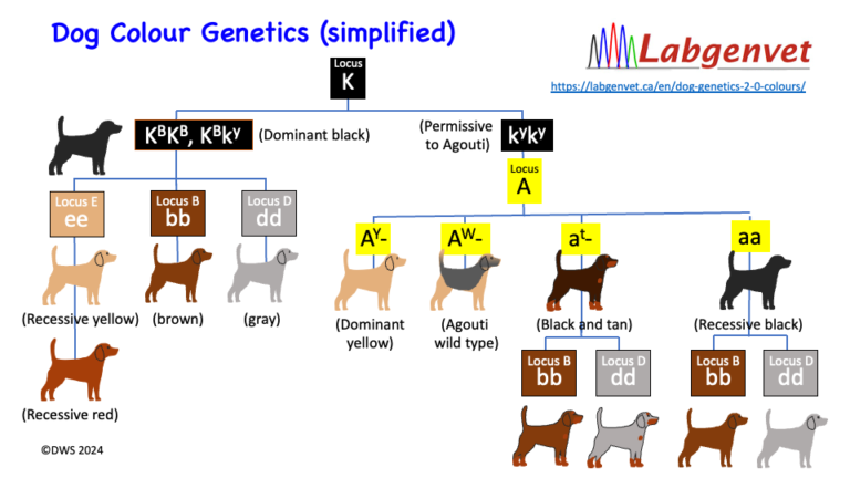 Dog Genetics 2.1 Colours Chart | Laboratoire de génétique vétérinaire